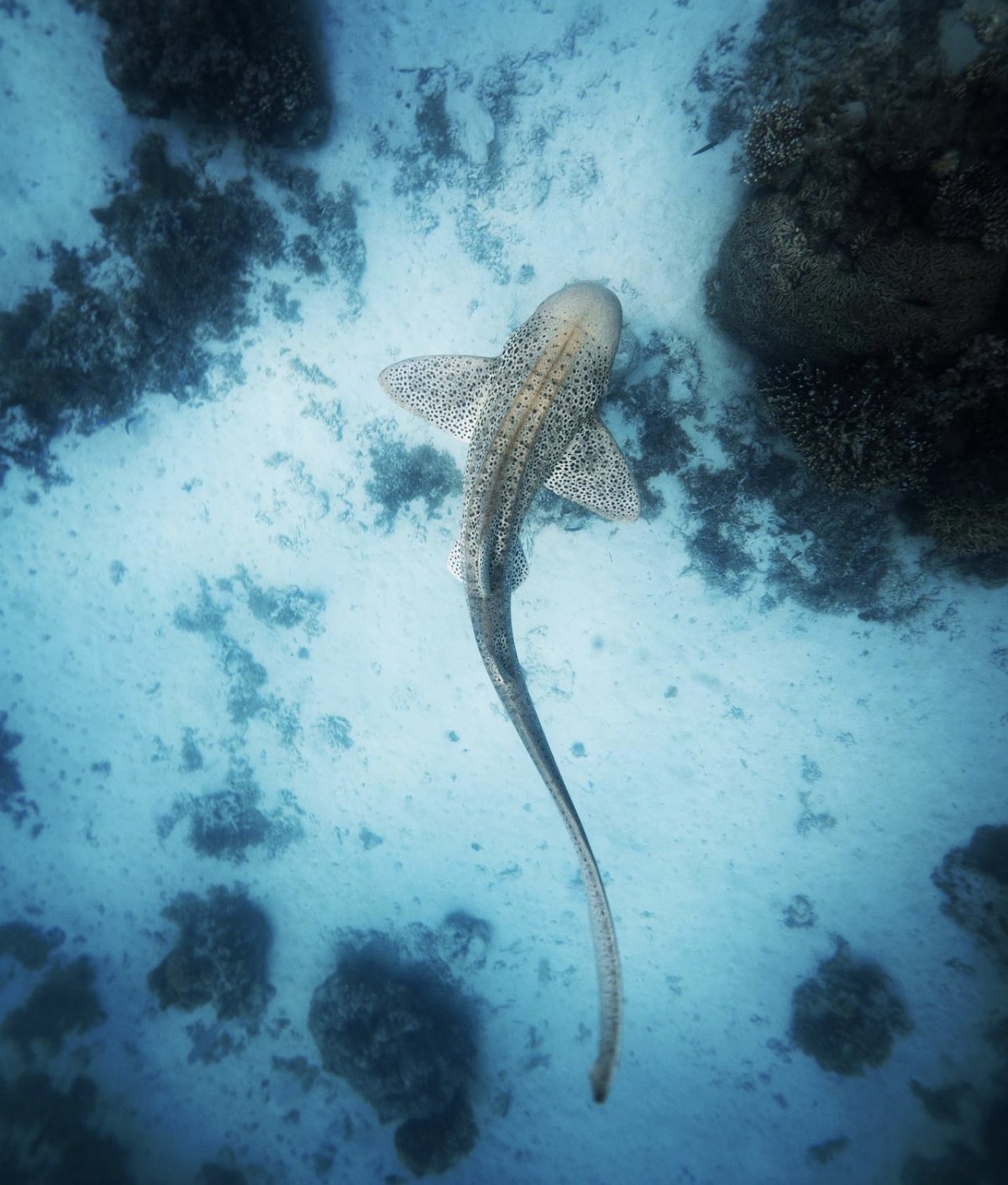 Dive Ningaloo à Exmouth - Sports nautiques